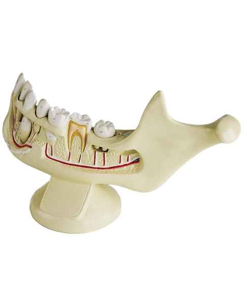 Dental Anatomy Models Tooth | Jaw Anatomical Models