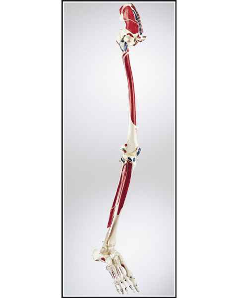 Leg Anatomical Models Leg Anatomy Diagrams