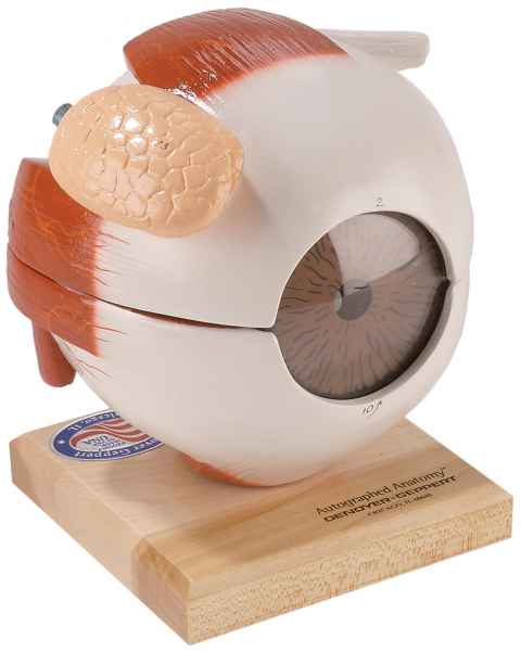 Eye Anatomy Models | Eye Education Models