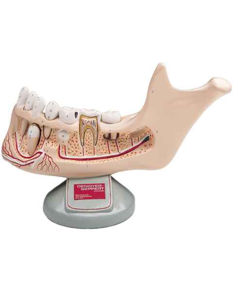 Dental Anatomy Models Tooth | Jaw Anatomical Models