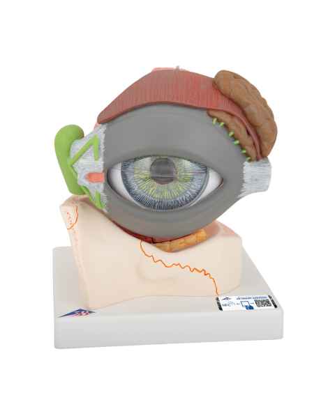 Eye Anatomy Models | Eye Education Models