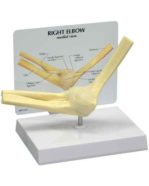 Elbow Joint Anatomical Models