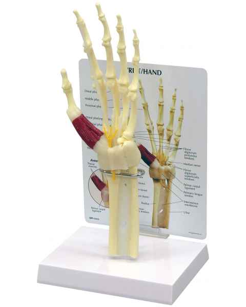 Hand Anatomy Models | Hand Anatomical Models