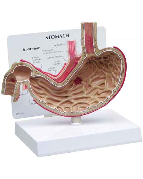 Digestive System Anatomy Models | Stomach Anatomical Models