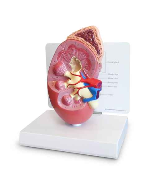 Human Urinary Models Urinary | System Anatomical Models
