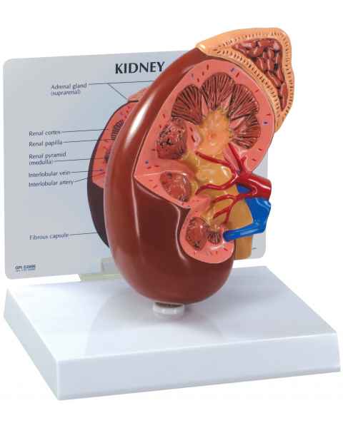 Human Urinary Models Urinary | System Anatomical Models