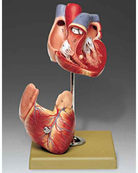 Heart Models | Medical Education Heart Anatomical Model