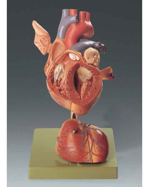 Heart Models | Medical Education Heart Anatomical Model