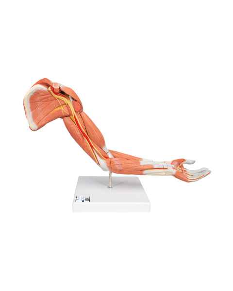 Muscle Anatomical Models | Human Body Muscle Education