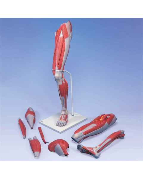 Muscle Anatomical Models | Human Body Muscle Education