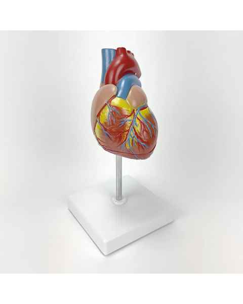 Heart Models | Medical Education Heart Anatomical Model