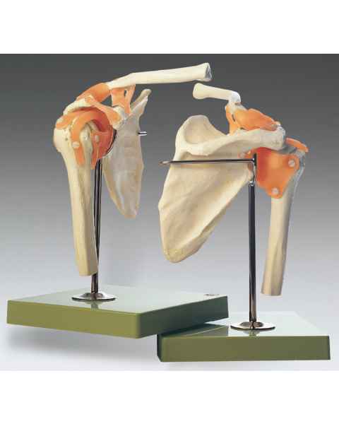 Anatomical Models | Medical Education Anatomy Models
