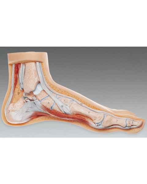 Page 2 | Foot Anatomy Models | Human Feet Anatomical Models