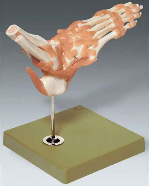 Extremity Anatomical Models | Human Limb Anatomy Diagrams