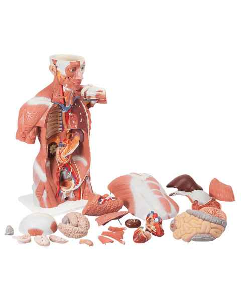 Muscle Anatomical Models | Human Body Muscle Education