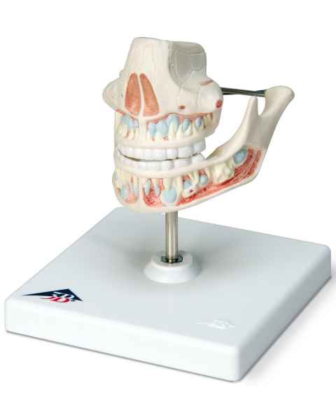 Dental Anatomy Models Tooth | Jaw Anatomical Models