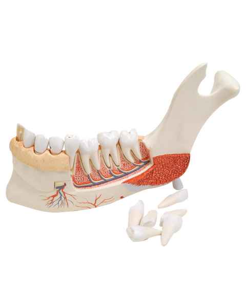 Dental Anatomy Models Tooth | Jaw Anatomical Models