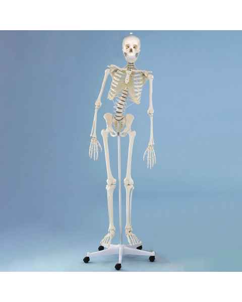 Anatomical Skeleton Models | Skeletal Figures