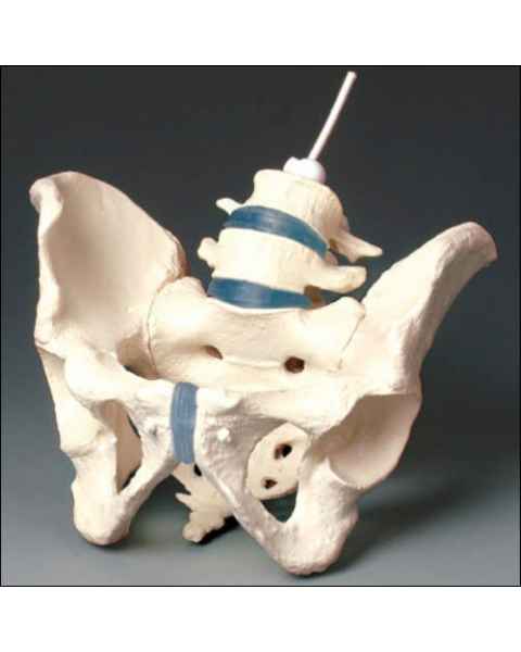 Male Anatomy Models | Male Anatomical Models | GSA Contract Number ...