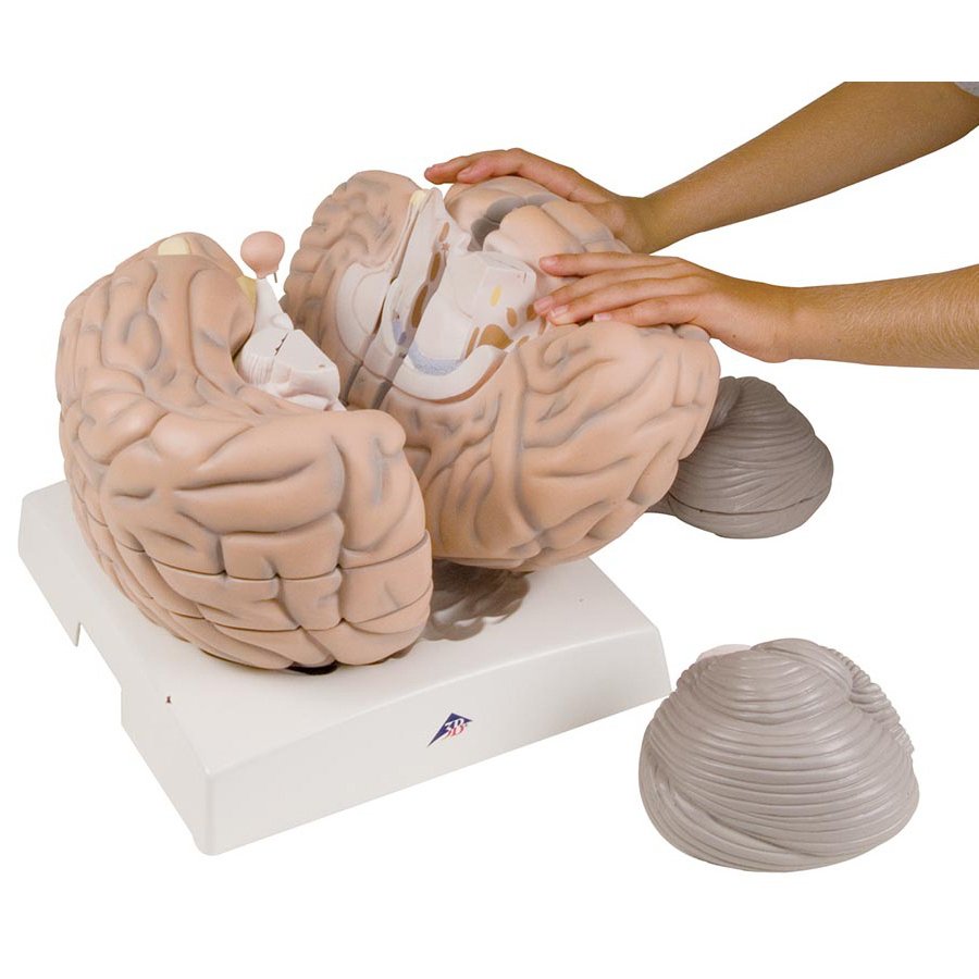 3B Scientific VH409 Giant Brain Model 14-Part 2.5x Full-Size