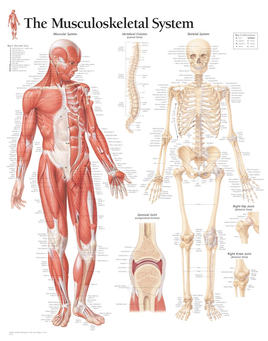 musculoskeletal system examples