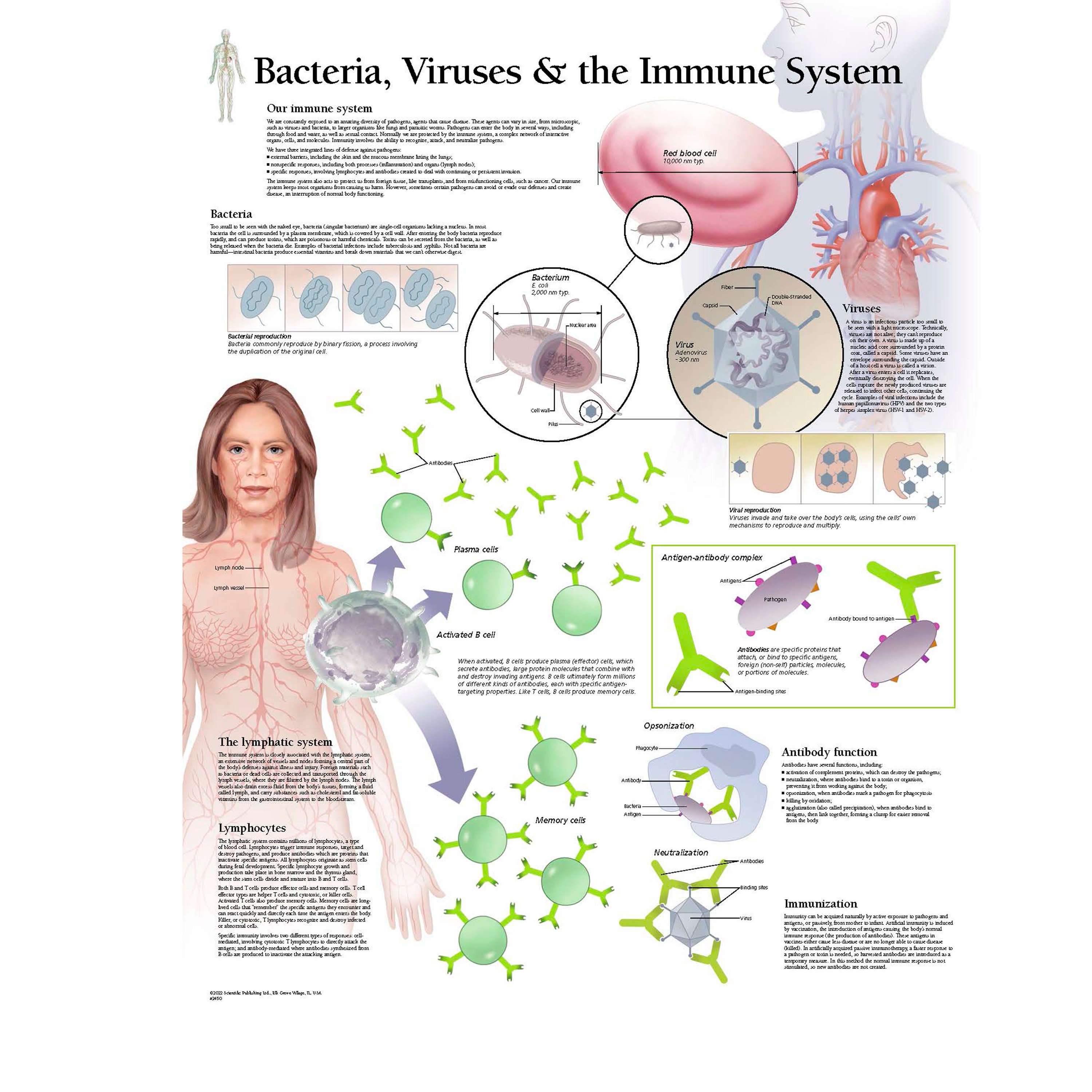 Immune Response Diagram