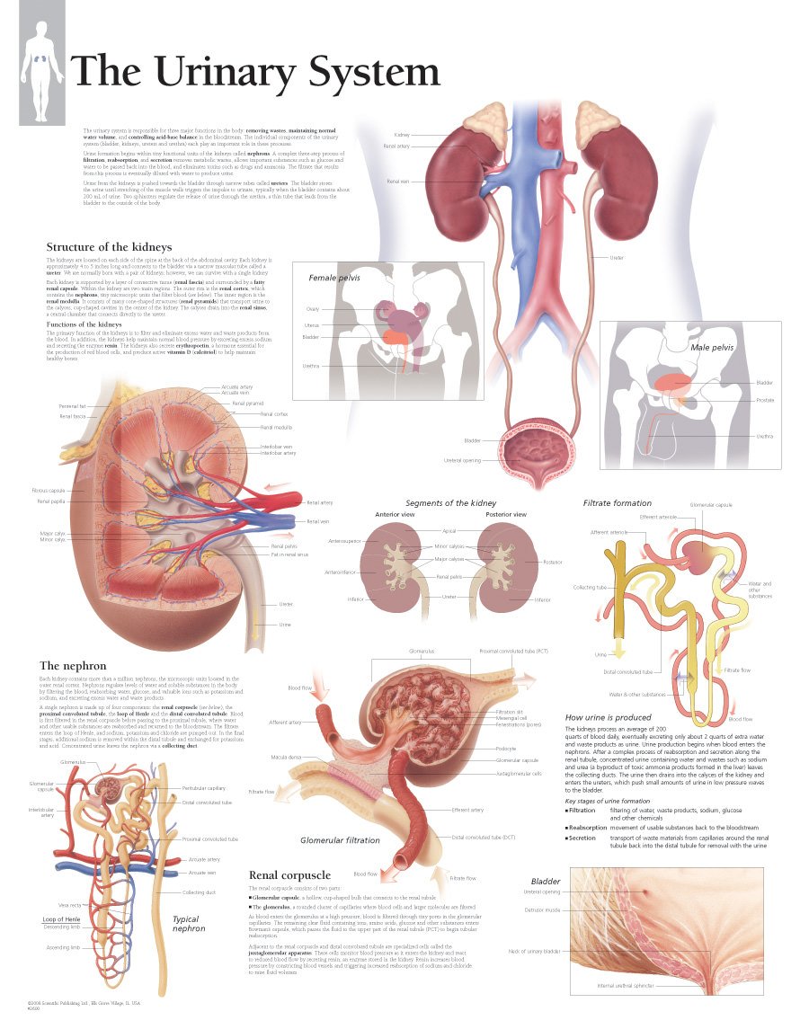 Urinary System Diagram Types Of Urinary System Diagrams