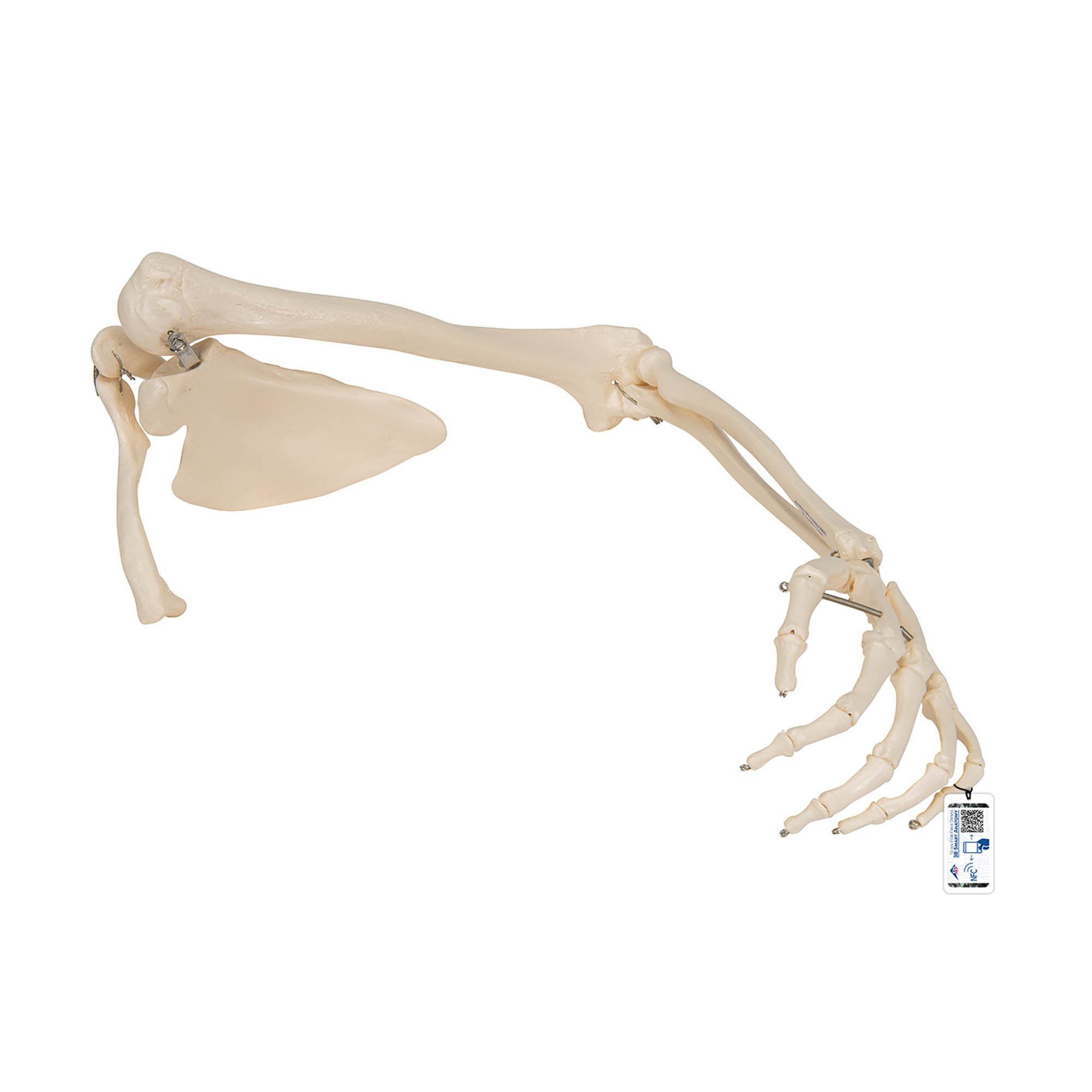 human arm bones reference