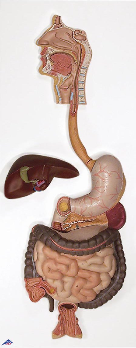 Digestive System Model Project
