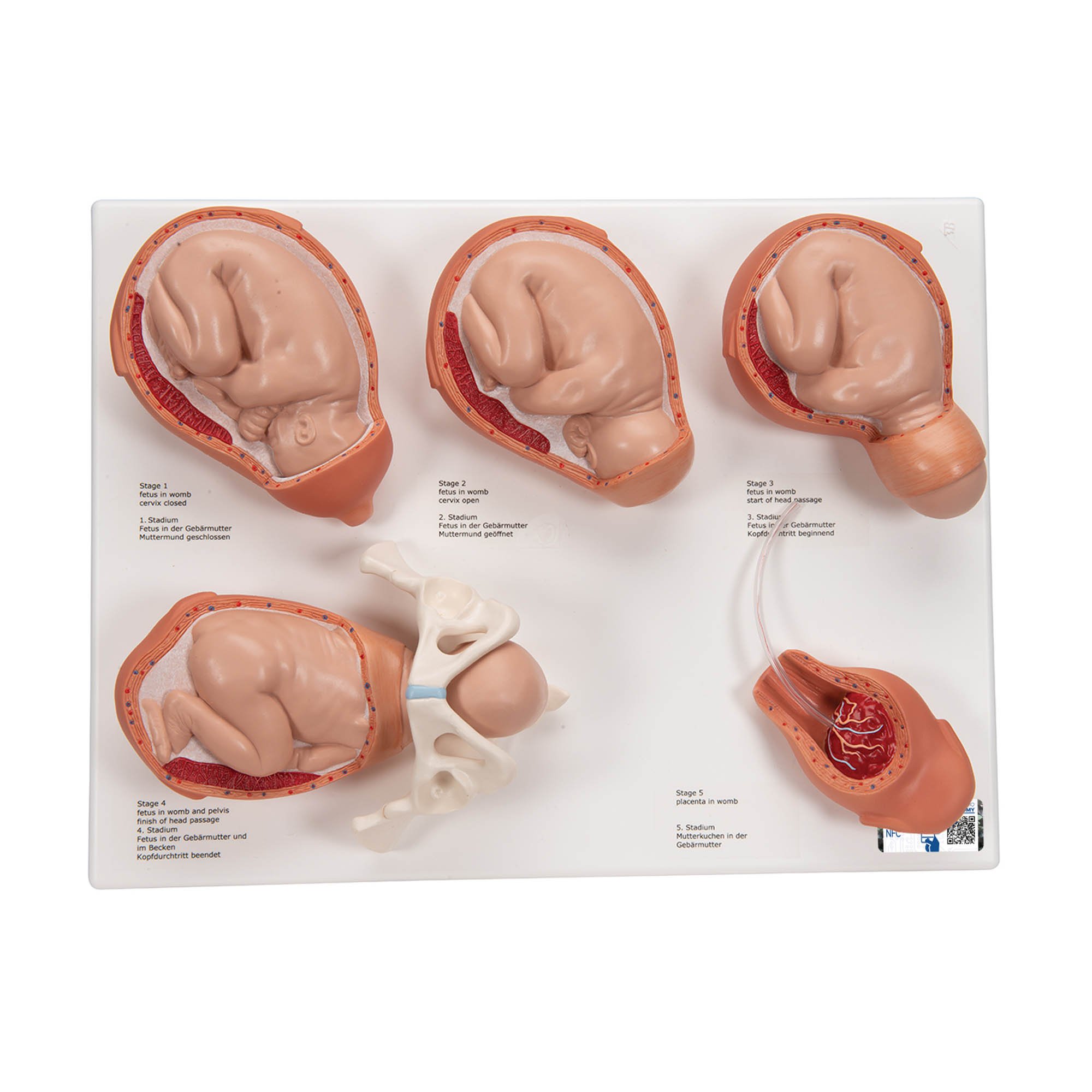 human birthing process