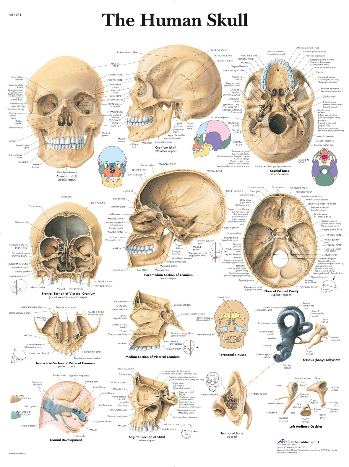 Internal Auditory Meatus Skull Anatomy Coloring Pages [2025]