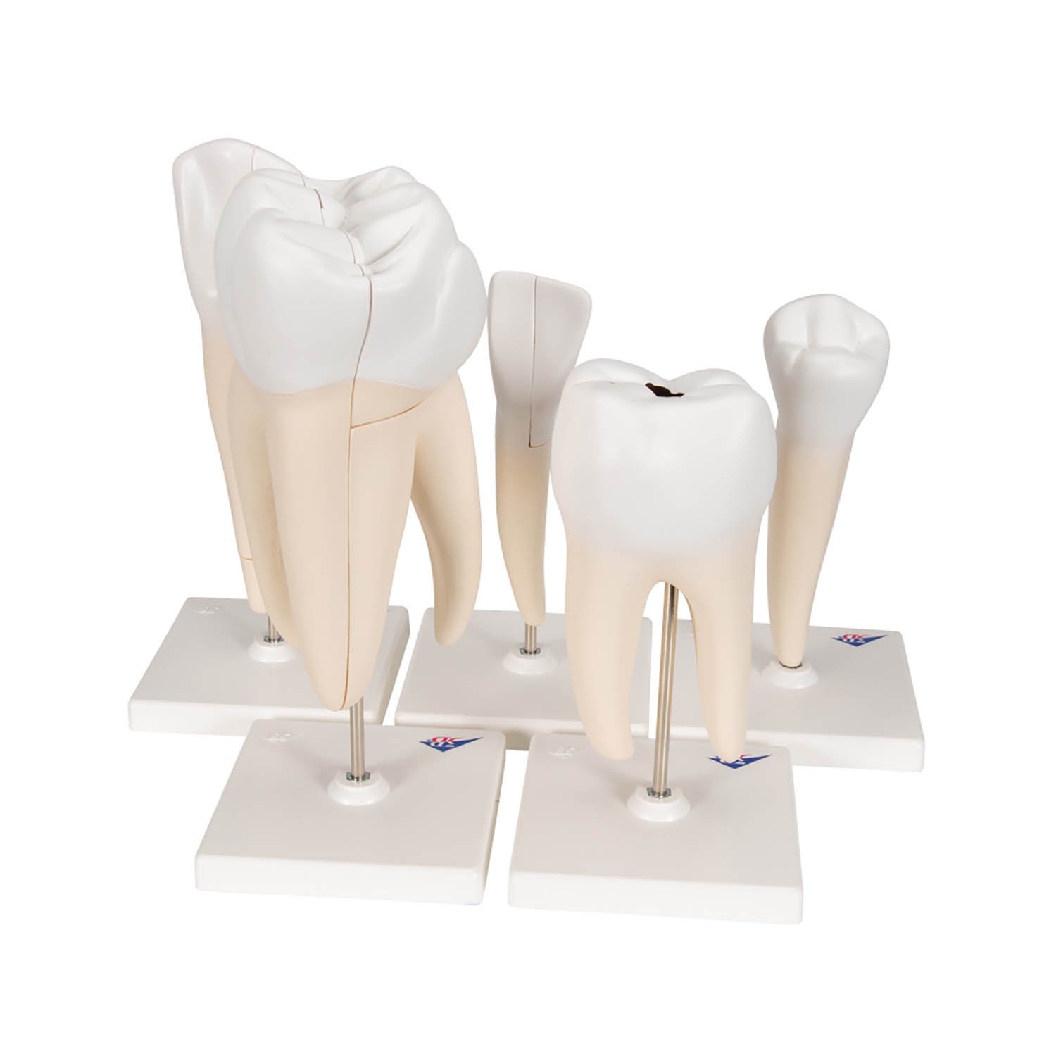 D10 3B Smart Anatomy Human Tooth Models Set "Classic Series" 5 Models