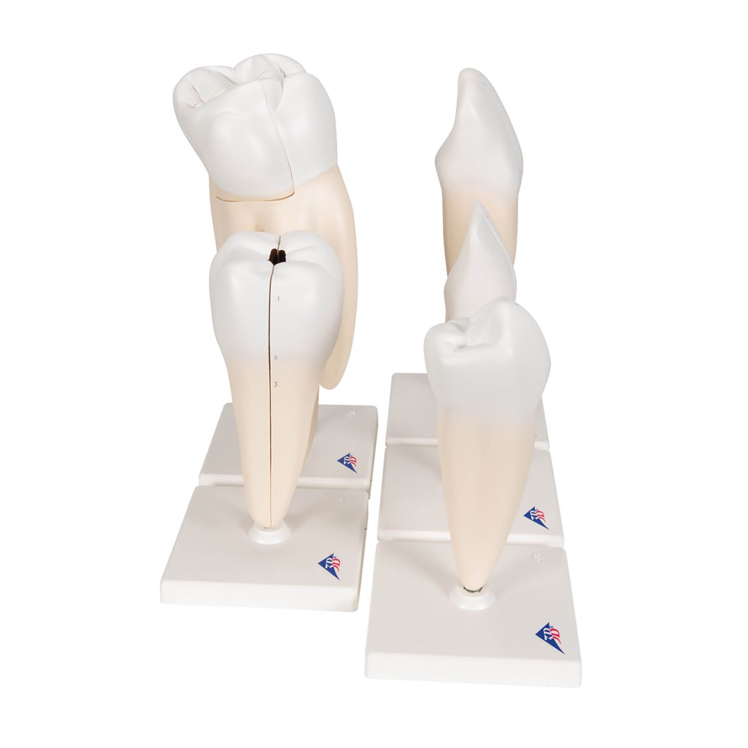 D10 3B Smart Anatomy Human Tooth Models Set "Classic Series" 5 Models