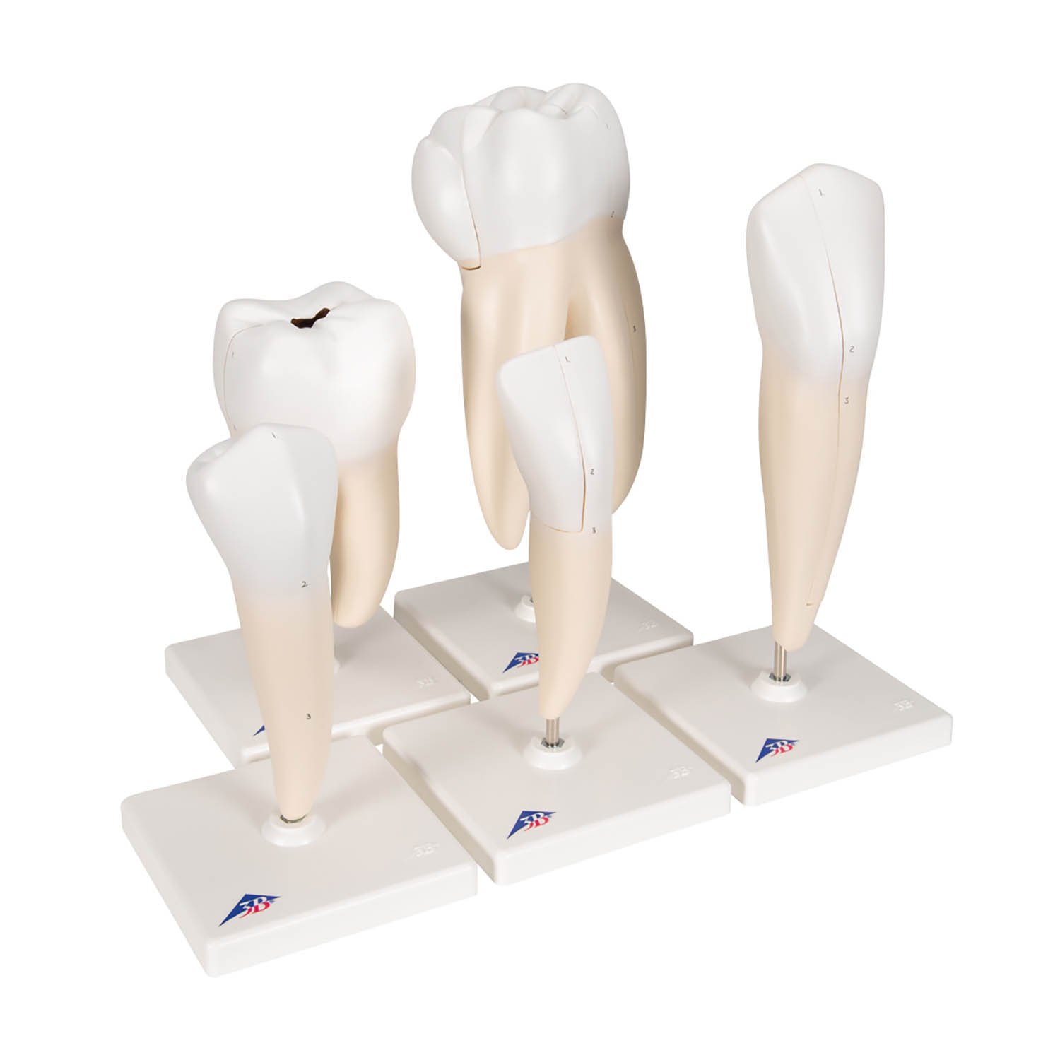 D10 3B Smart Anatomy Human Tooth Models Set "Classic Series" 5 Models