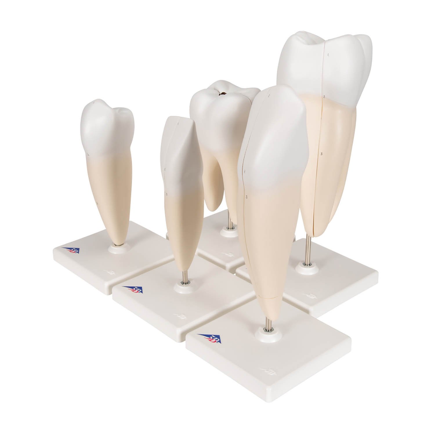 D10 3B Smart Anatomy Human Tooth Models Set "Classic Series" 5 Models