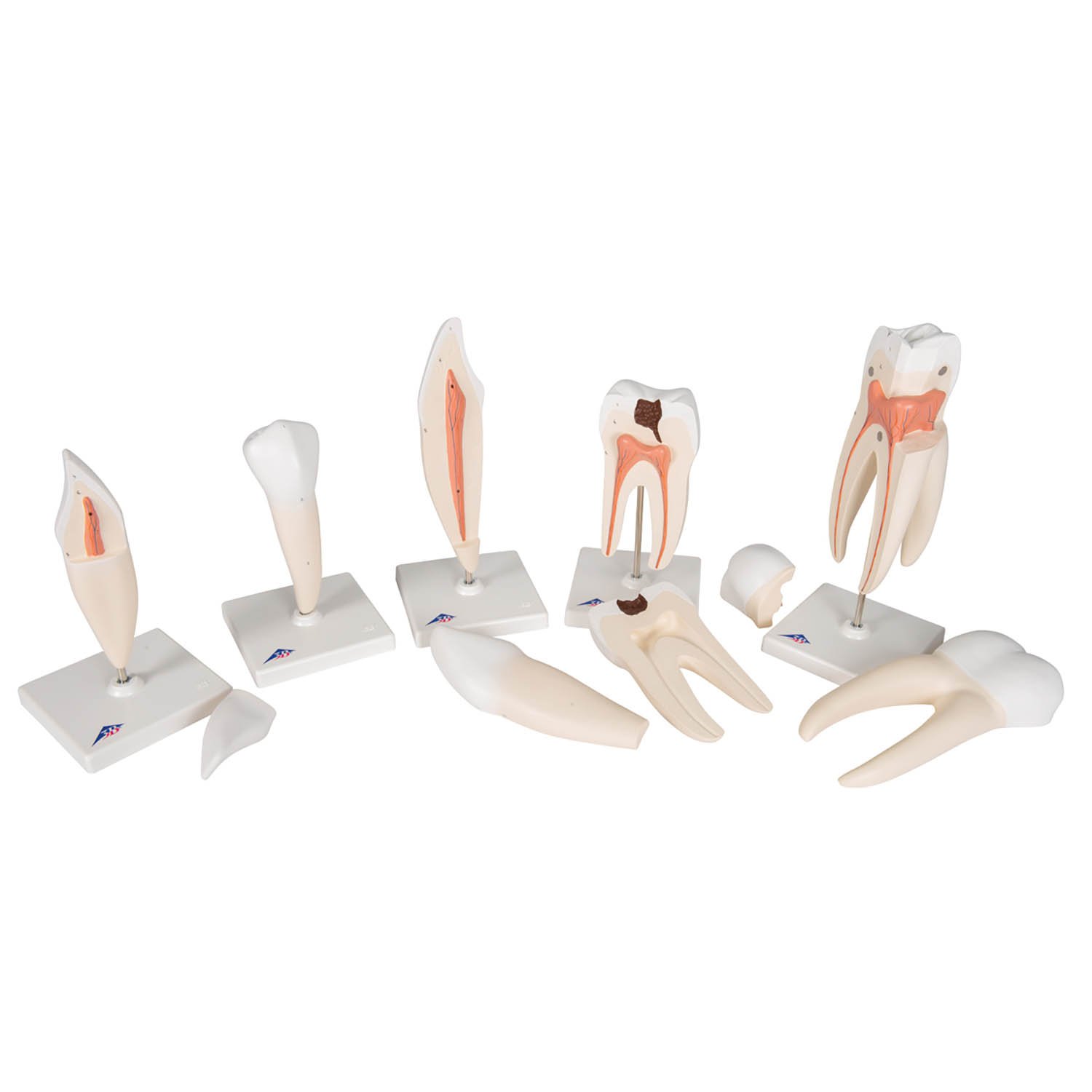 D10 3B Smart Anatomy Human Tooth Models Set "Classic Series" 5 Models