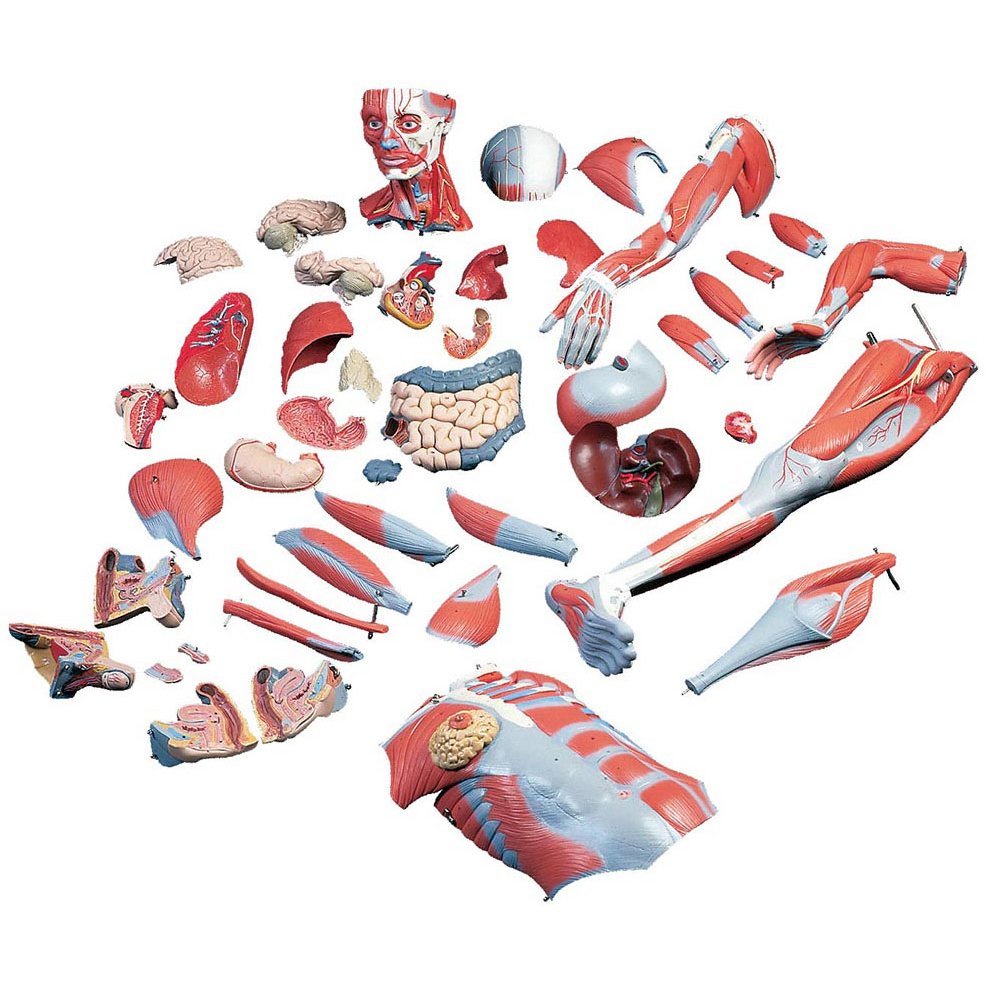 3b Scientific B50 Dual Sex Muscle Figure 45 Part 3 4 Life Size