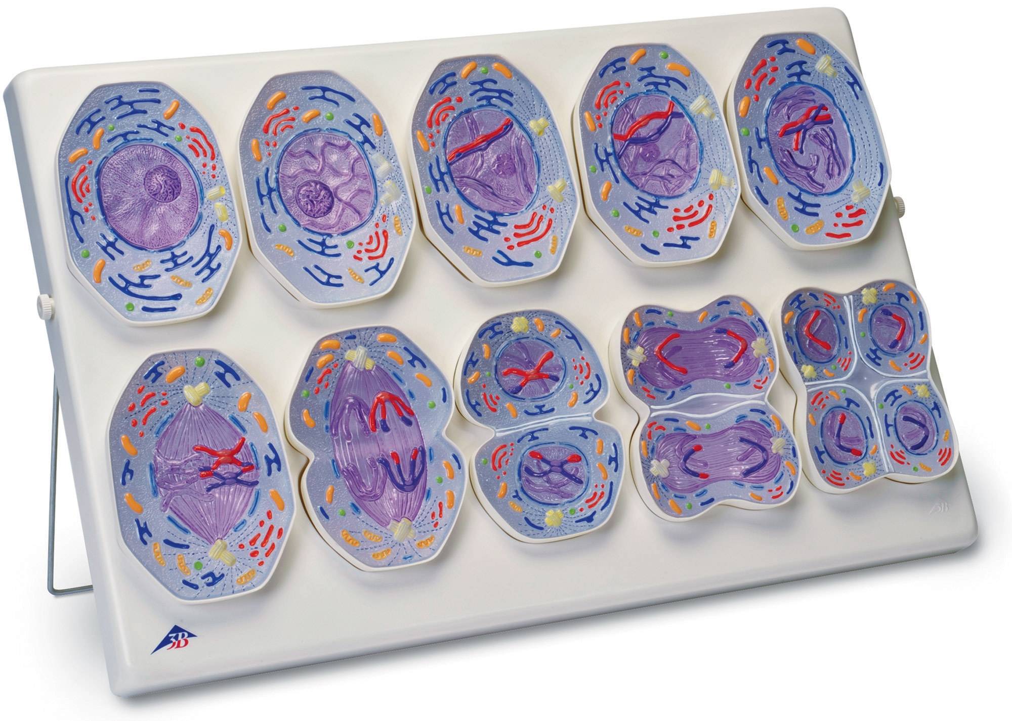 3B Scientific R02/1 Meiosis Model