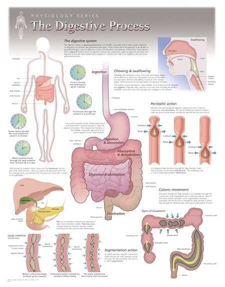 Scientific Publishing 8150L The Digestive Process Chart Laminated