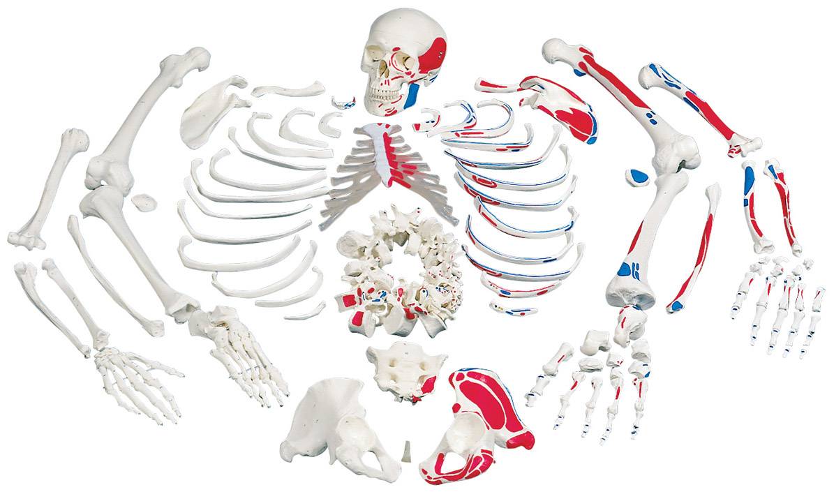3B Scientific A05-2 Disarticulated Full Skeleton with Painted Muscles