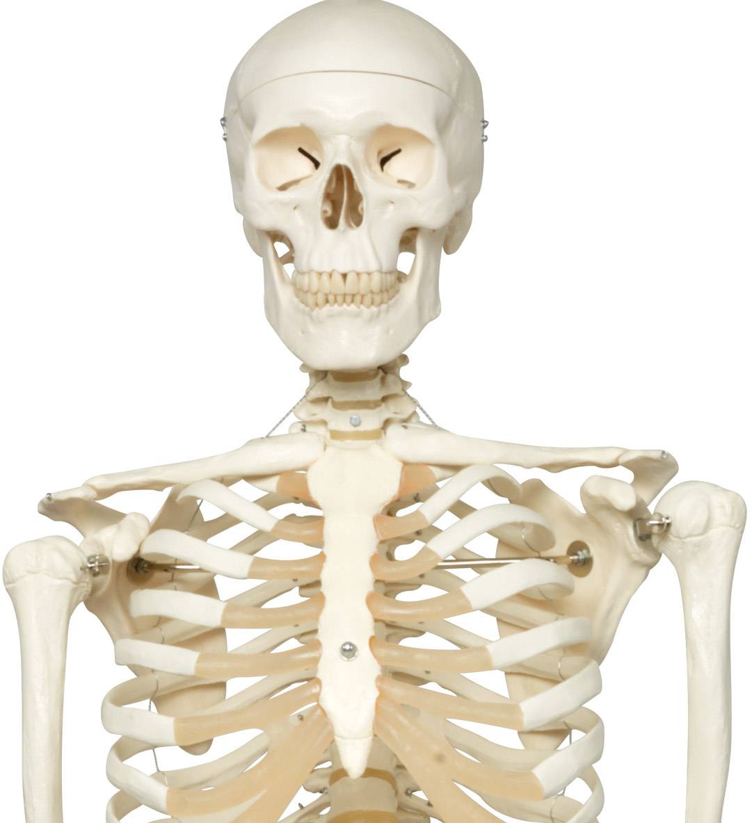 3B Scientific A10-1 Stan the Skeleton Model on Hanging Roller Stand
