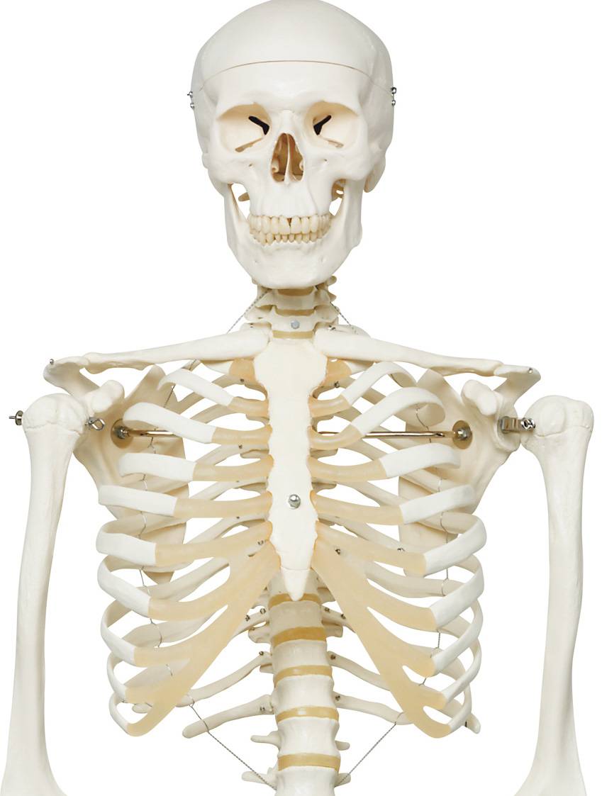 3B Scientific A10-1 Stan the Skeleton Model on Hanging Roller Stand