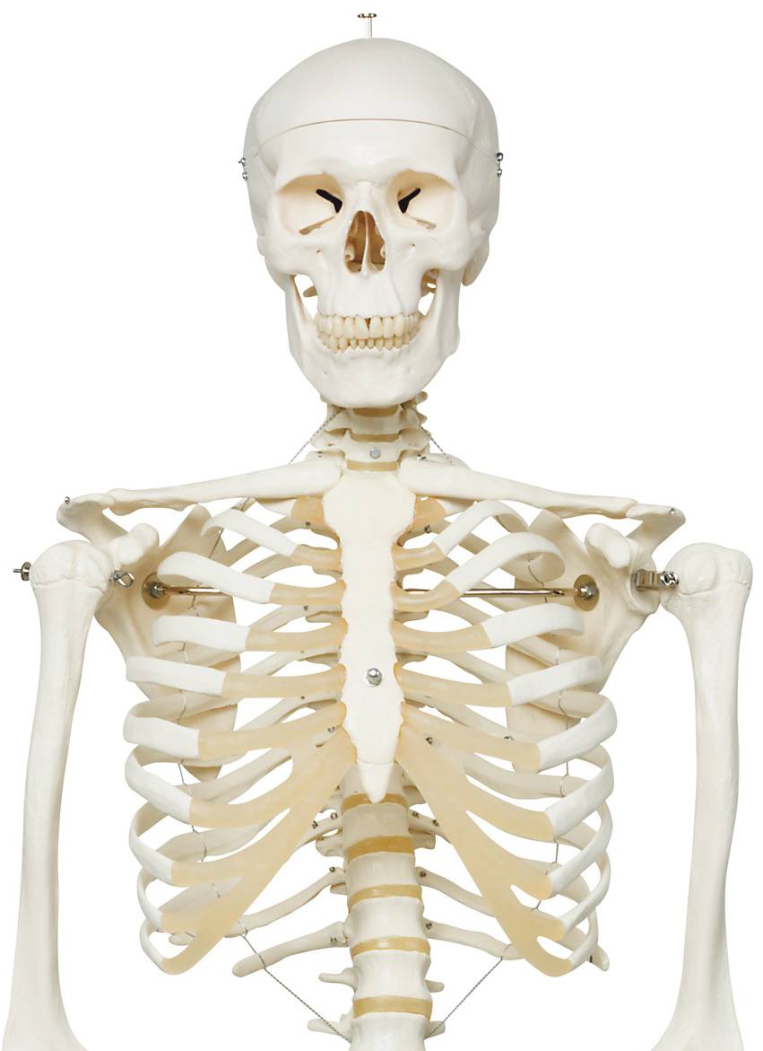 Human Skeleton Model "Stan" 3B Scientific | A10