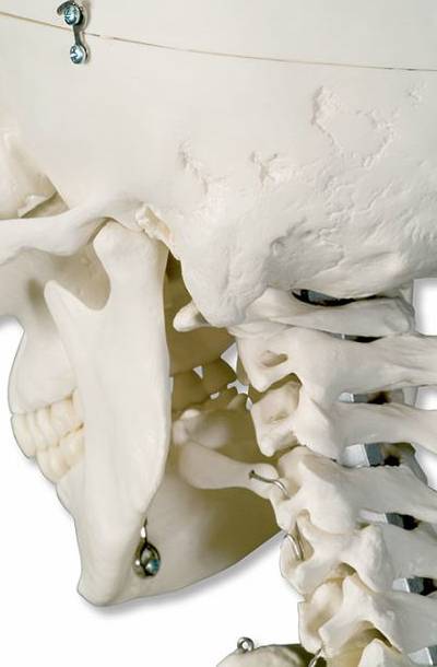 Human Skeleton Model "Stan" 3B Scientific | A10