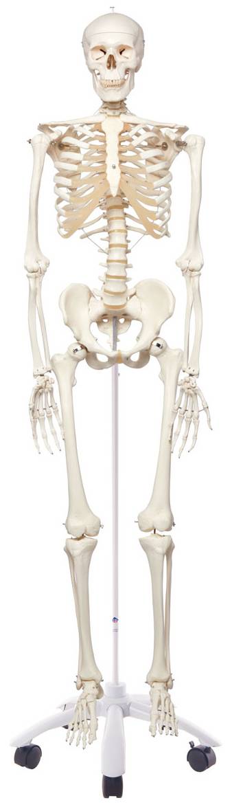 Human Skeleton Model "Stan" 3B Scientific | A10