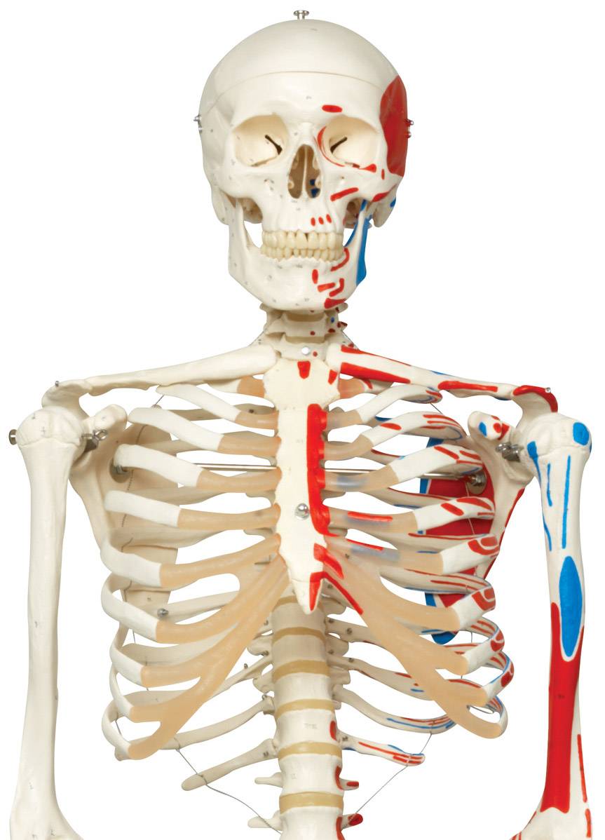 3B Scientific A11 Max the Muscle Skeleton on Pelvic Mounted Stand