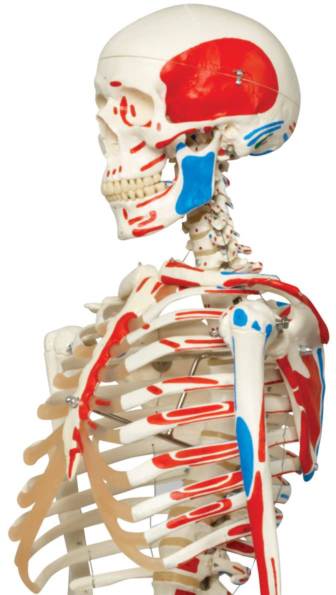 3B Scientific A11 Max the Muscle Skeleton on Pelvic Mounted Stand