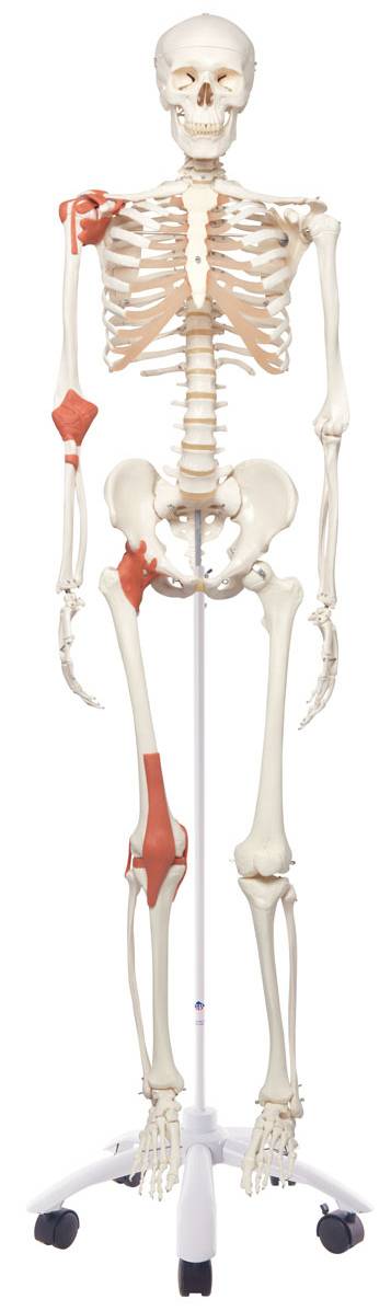 3B Scientific A12 Leo the Ligament Skeleton on Pelvic Mounted Stand