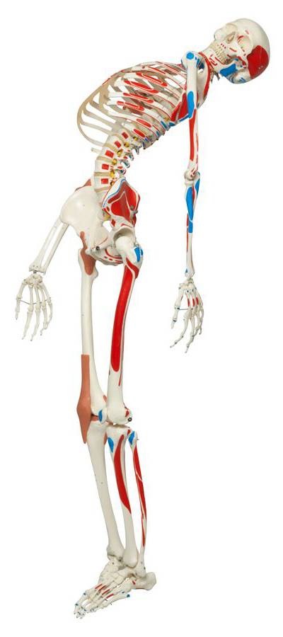 3B Scientific A13 Sam the Super Skeleton on Pelvic Mounted Stand