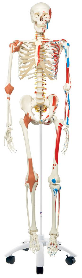3B Scientific A13 Sam the Super Skeleton on Pelvic Mounted Stand